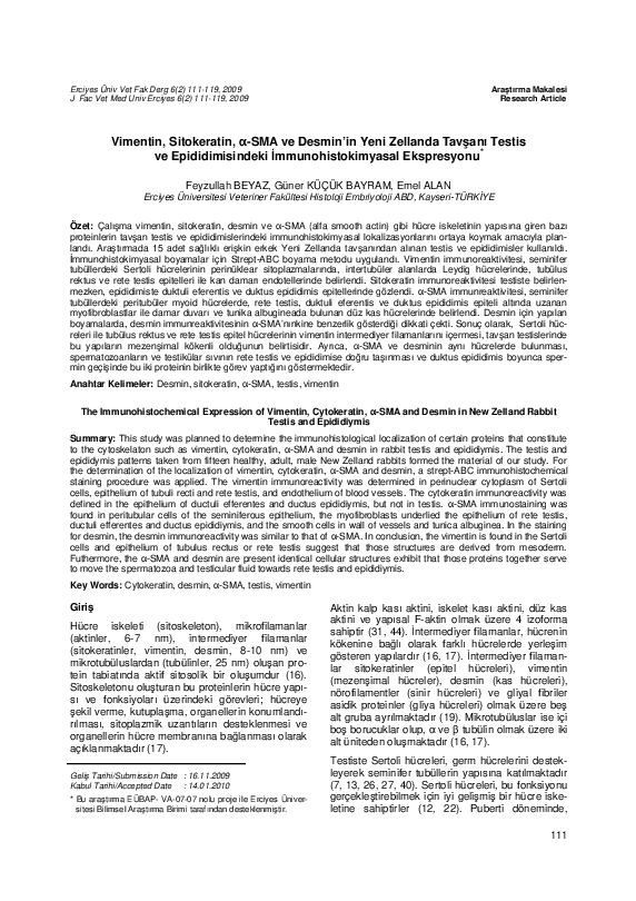 (PDF) Vimentin , Sitokeratin , α-SMA ve Desmin ’ in Yeni Zellanda ...