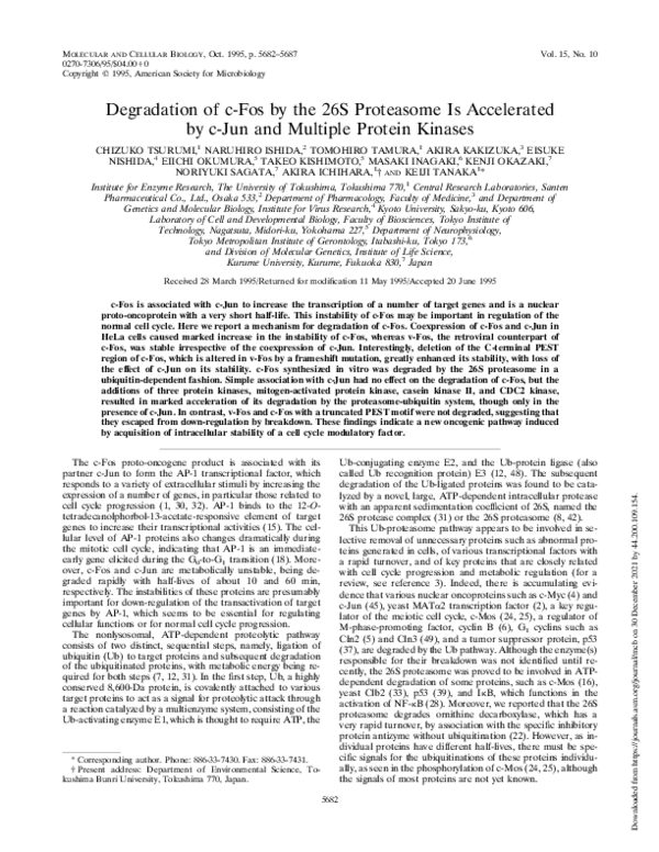 (PDF) c-Fos Degradation by 26S Proteasome Enhanced by c-Jun and Kinases