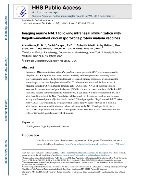 (PDF) Imaging murine NALT following intranasal immunization with ...