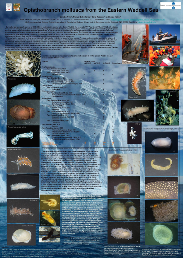 (PDF) Opisthobranchs molluscs from the eastern Weddell Sea (Antarctica)