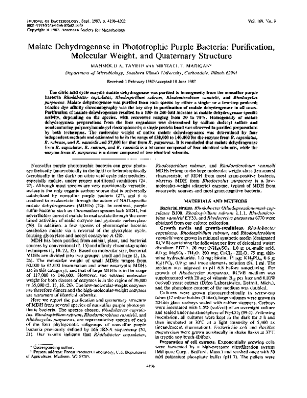 (PDF) Malate dehydrogenase in phototrophic purple bacteria: purification, molecular weight, and ...