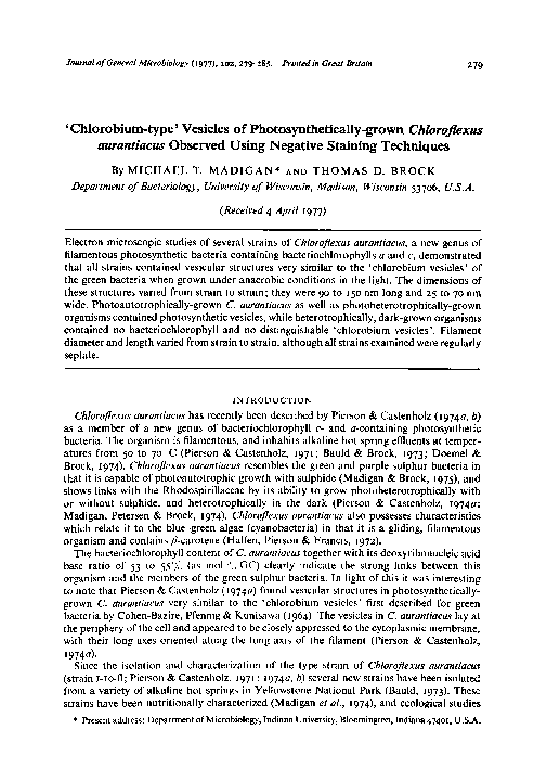 (PDF) Chlorobium-type'Vesicles of Photosynthetically-grown Chloroflexus ...