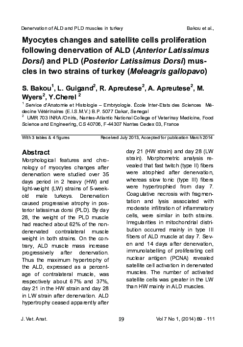 (PDF) Myocytes changes and satellite cells proliferation following ...