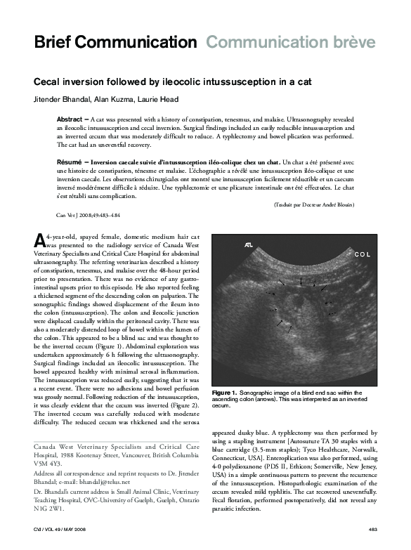 (PDF) Cecal inversion followed by ileocolic intussusception in a cat