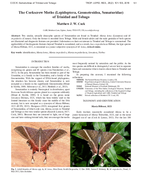 (PDF) The Corkscrew Moths (Lepidoptera, Geometroidea, Sematuridae) of ...
