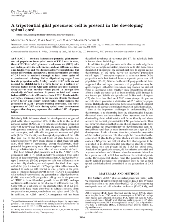 (PDF) A tripotential glial precursor cell is present in the developing ...