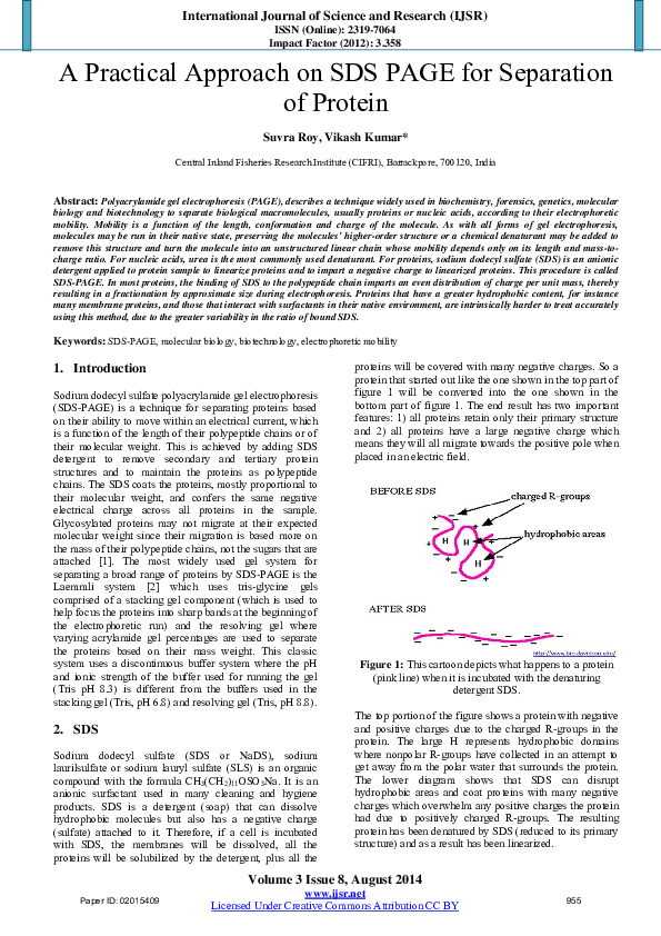(PDF) A Practical Approach on SDS PAGE for Separation of Protein
