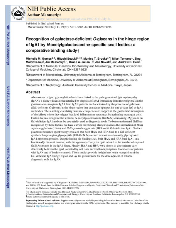 (PDF) Recognition of galactose-deficient O-glycans in the hinge region of IgA1 by N ...