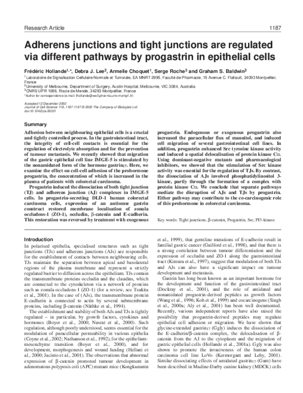 (PDF) Adherens junctions and tight junctions are regulated via ...