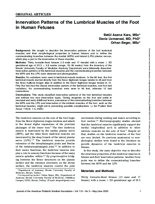 (PDF) Innervation Patterns of the Lumbrical Muscles of the Foot in ...