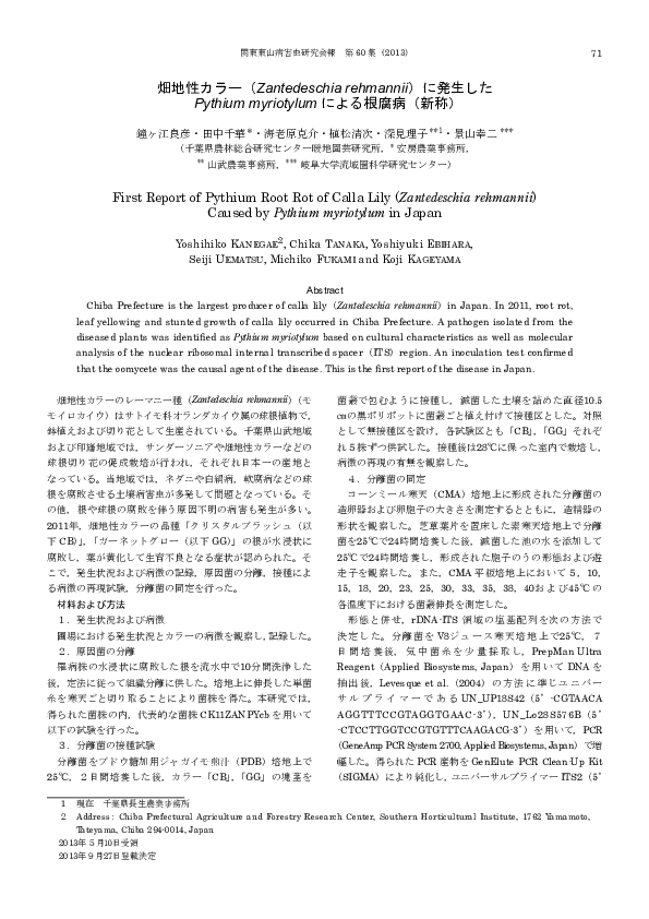 (PDF) First report of pythium root rot of calla lily (Zantedeschia ...