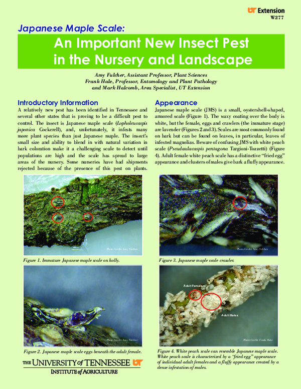 (PDF) W277 Japanese Maple Scale: An Important New Insect Pest in the ...