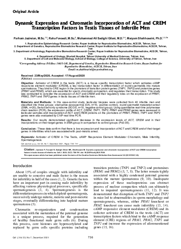 (PDF) Dynamic Expression and Chromatin Incorporation of ACT and CREM ...