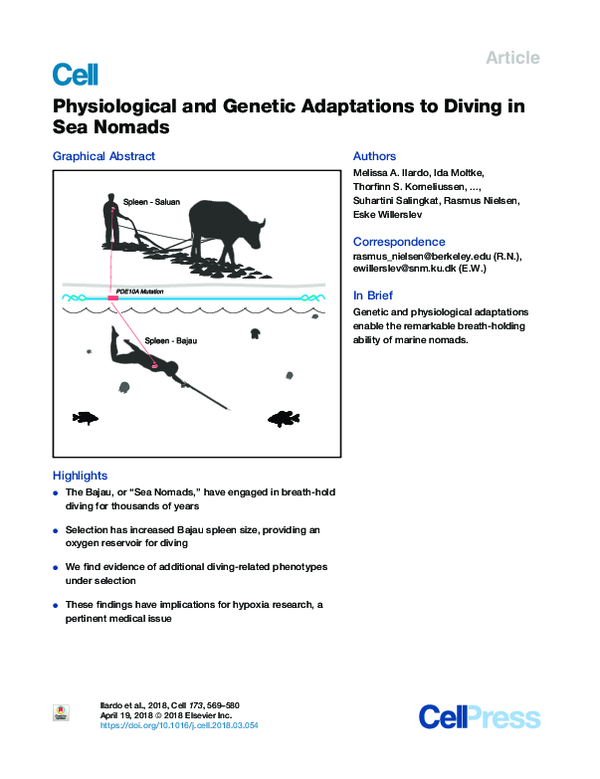(PDF) Physiological and Genetic Adaptations to Diving in Sea Nomads