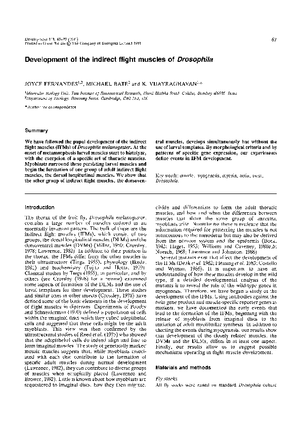 (PDF) Development of the indirect flight muscles of Drosophila