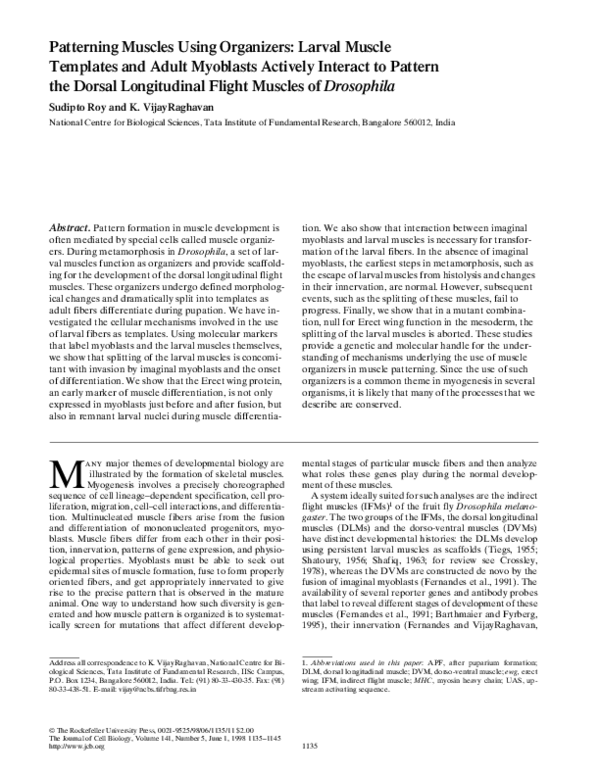(PDF) Patterning muscles using organizers: larval muscle templates and ...