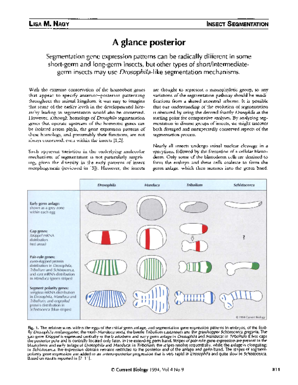 (PDF) Insect Segmentation: A glance posterior