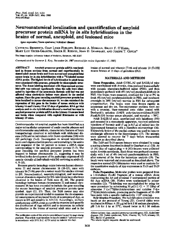 (PDF) Neuroanatomical localization and quantification of amyloid ...