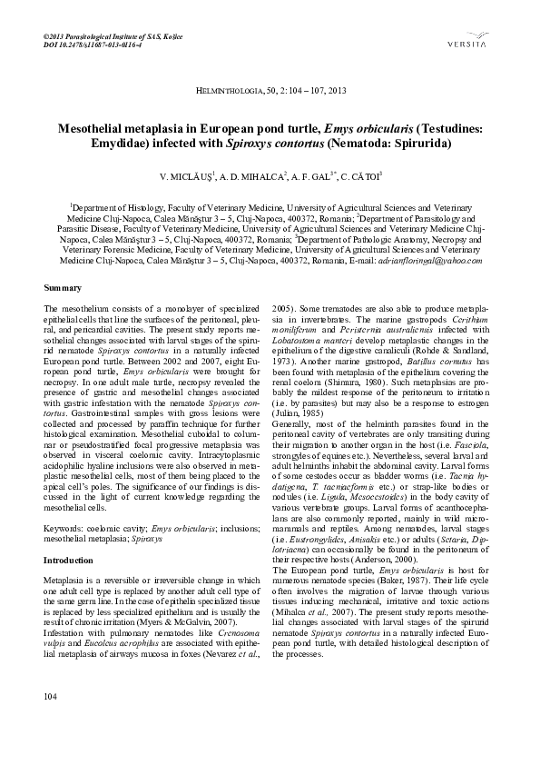 (PDF) Mesothelial metaplasia in European pond turtle, Emys orbicularis ...