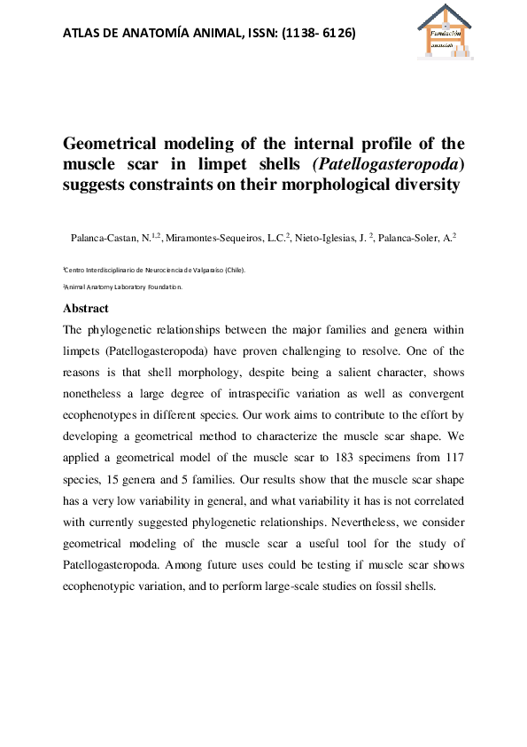 (PDF) Geometrical modeling of the internal profile of the muscle scar ...