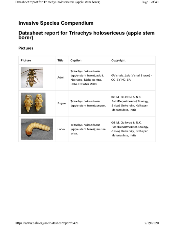 (PDF) Trirachys holosericeus (apple stem borer)