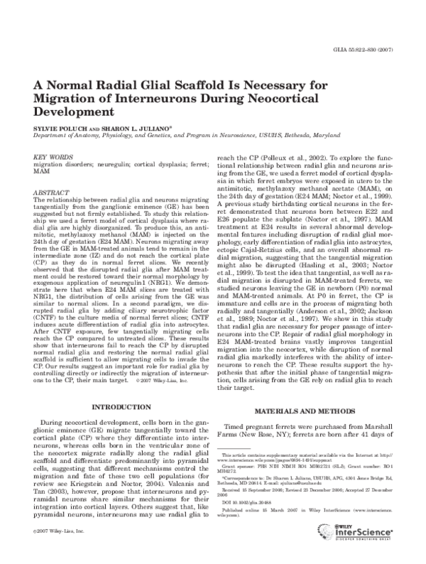Pdf A Normal Radial Glial Scaffold Is Necessary For Migration Of Interneurons During