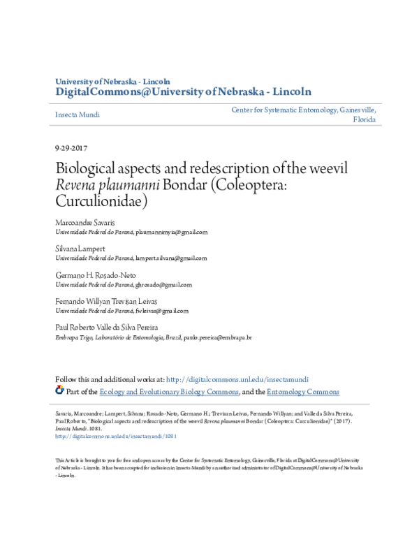 (PDF) Biological aspects and redescription of the weevil Revena ...