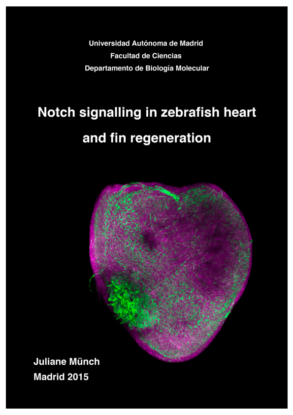 (PDF) Notch signalling in zebrafish heart and fin regeneration