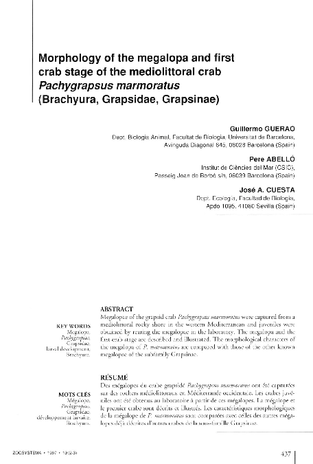 (PDF) Morphology of the megalopa and first crab stage of the ...