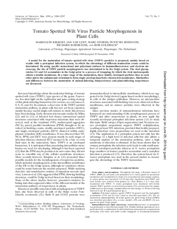 (PDF) Tomato spotted wilt virus particle morphogenesis in plant cells