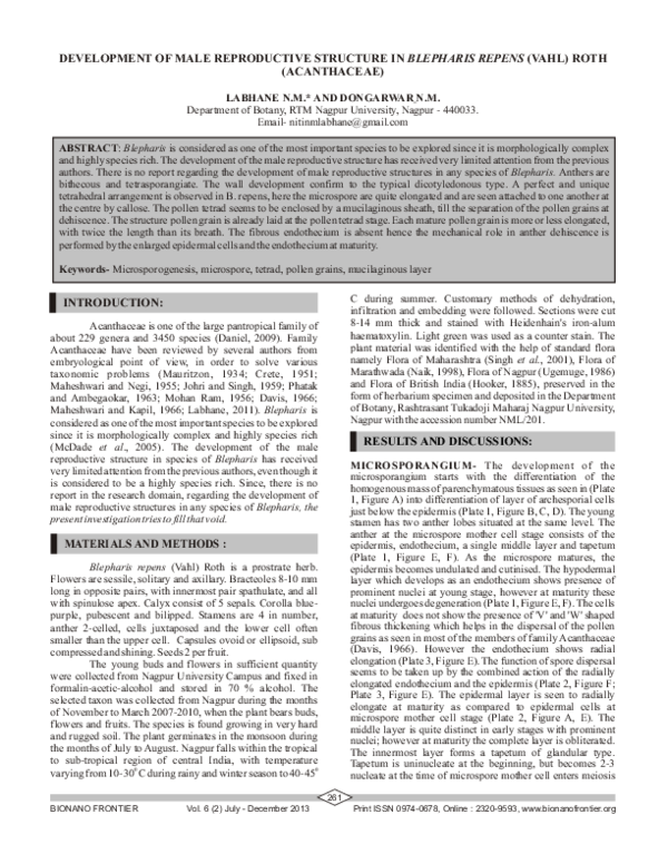 (PDF) development of male reproductive structure in Blepharis repens