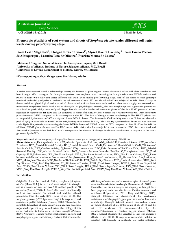 (PDF) Phenotypic plasticity of root system and shoots of Sorghum ... (PDF) Phenotypic plasticity of root system and shoots of Sorghum ...