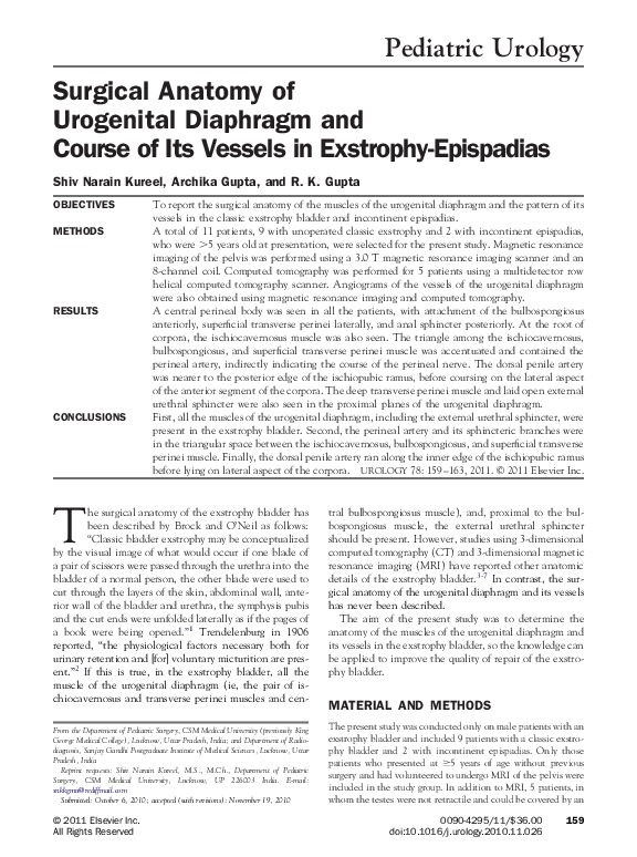 (PDF) Surgical Anatomy of Urogenital Diaphragm and Course of Its ...