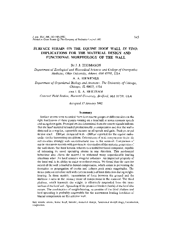 (PDF) Surface Strain on the Equine Hoof Wall in Vivo: Implications for ...