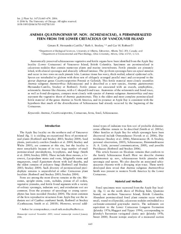 (PDF) Anemia quatsinoensis sp. nov.(Schizaeaceae), a permineralized ...