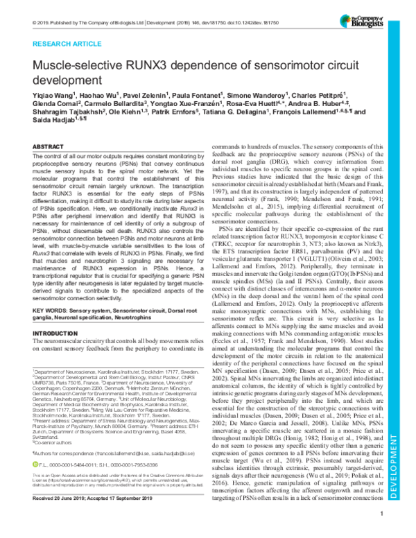 (PDF) Muscle-selective RUNX3 dependence of sensorimotor circuit development