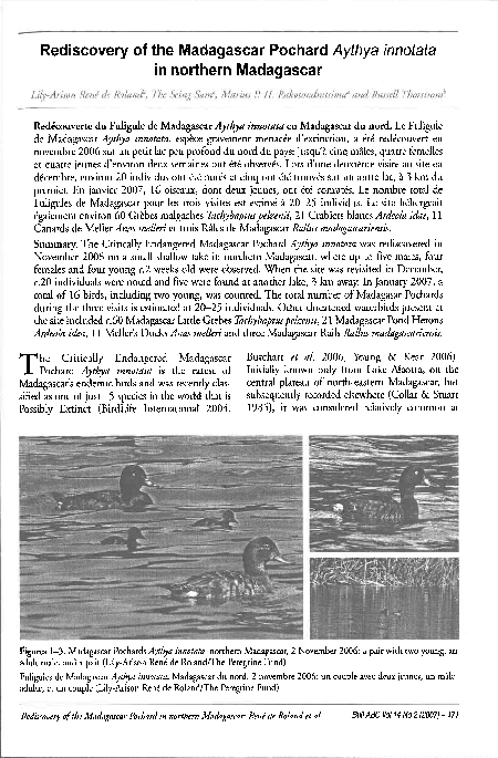 (PDF) Rediscovery of the Madagascar Pochard Aythya innotata in northern ...
