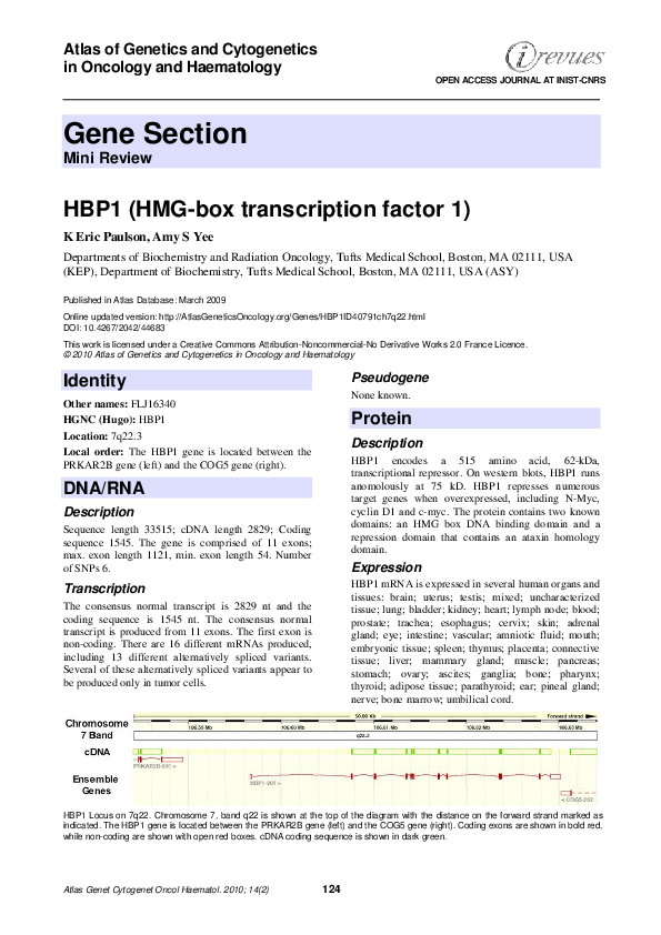 HBP1 (HMG-box transcription factor 1)