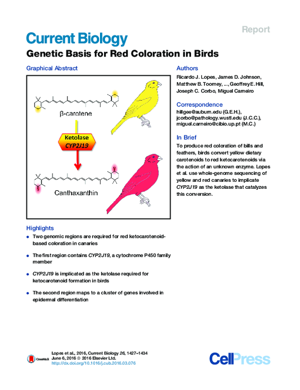 (PDF) Genetic Basis for Red Coloration in Birds
