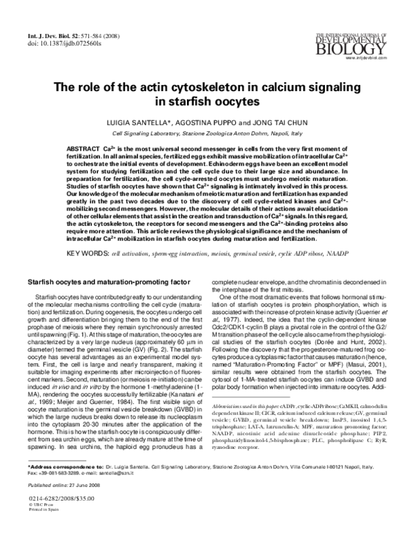 (PDF) The role of the actin cytoskeleton in calcium signaling in ...