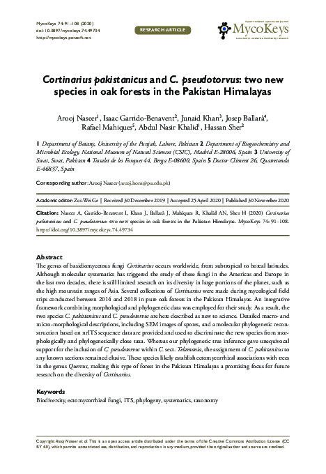 (PDF) Cortinarius pakistanicus and C. pseudotorvus: two new species in ...