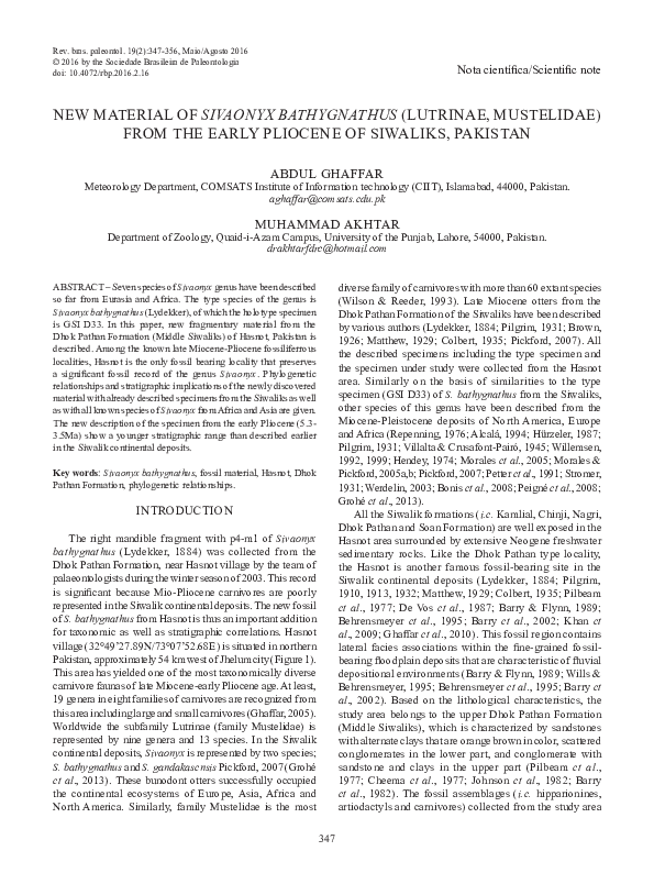 (PDF) New material of Sivaonyx bathygnathus (Lutrinae, Mustelidae) from ...