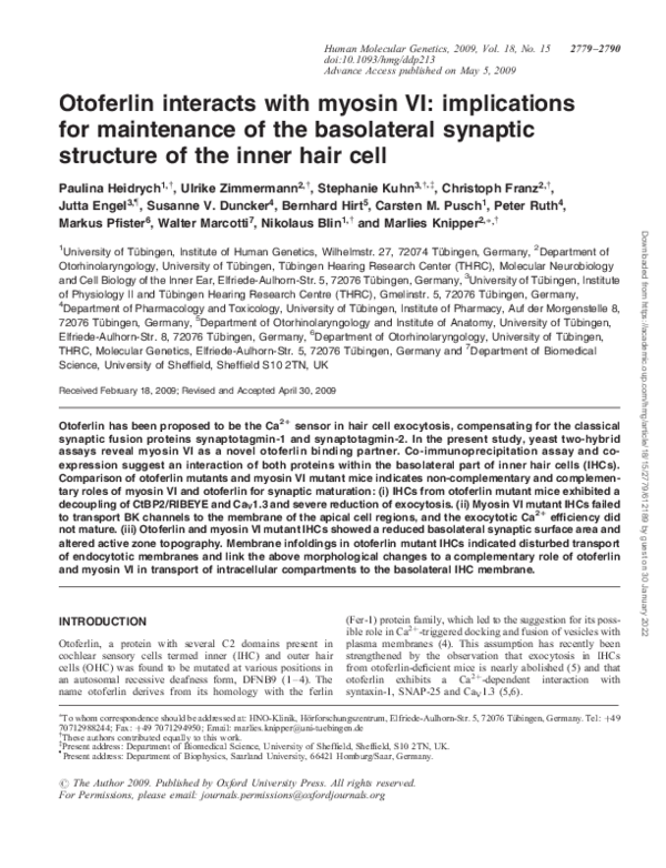 (PDF) Otoferlin interacts with myosin VI: implications for maintenance ...