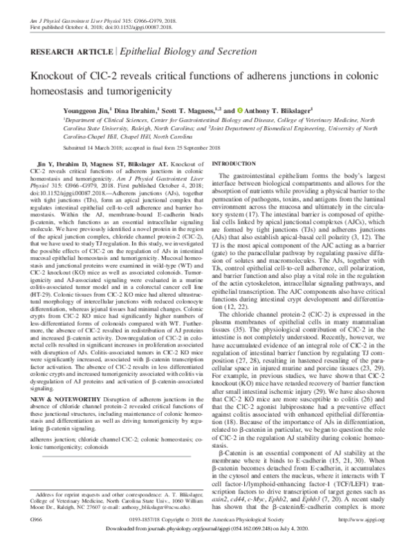 Pdf Knockout Of Clc 2 Reveals Critical Functions Of Adherens Junctions In Colonic Homeostasis