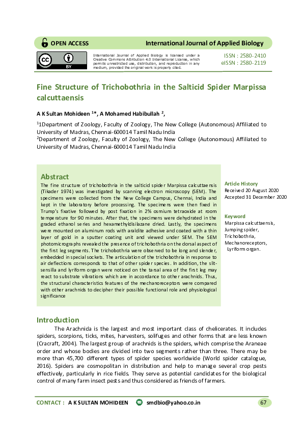 (PDF) Fine Structure of Trichobothria in the Salticid Spider Marpissa ...