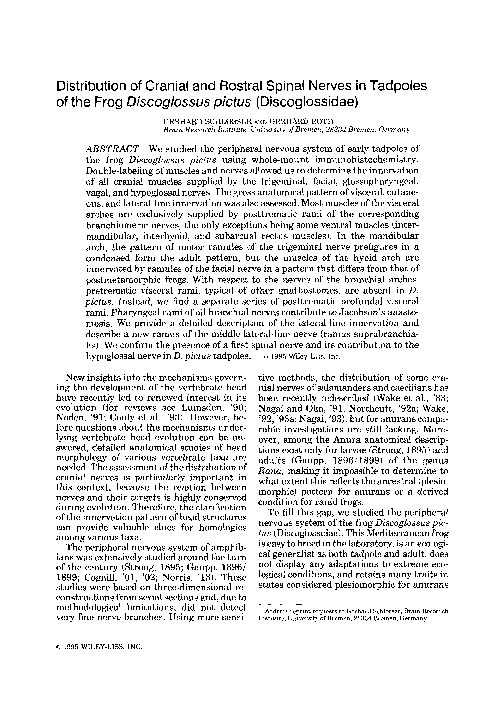 (PDF) Distribution of cranial and rostral spinal nerves in tadpoles of ...
