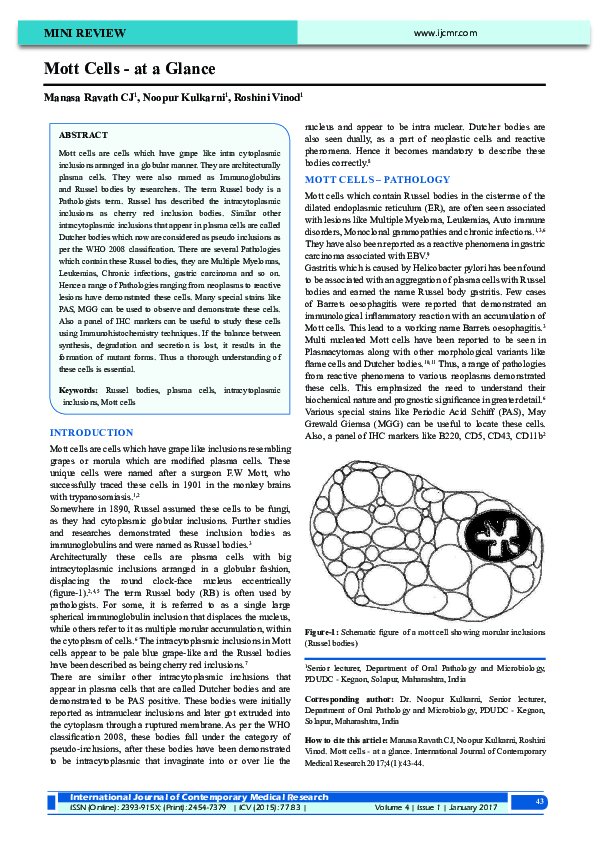 (PDF) Mott Cells-at a Glance MINI REVIEW