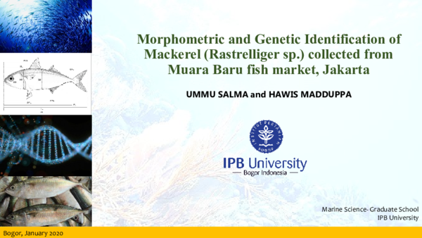 (PPT) Identifikasi Morfometrik dan Genetik Ikan Kembung (Rastrelliger ...