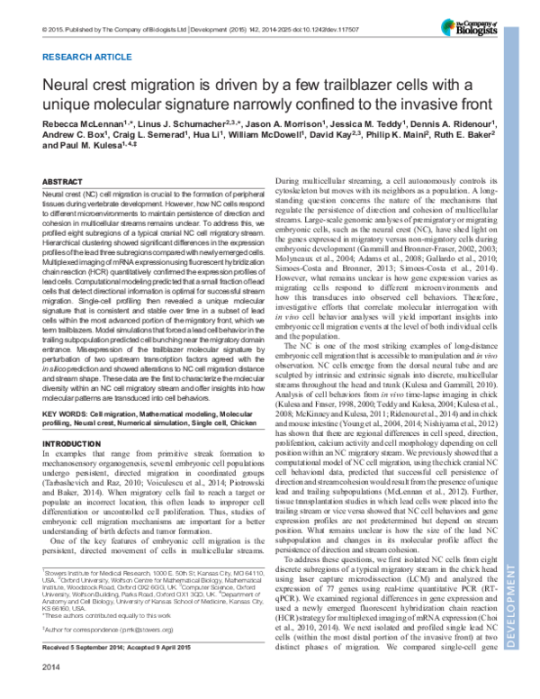 Pdf Neural Crest Migration Is Driven By A Few Trailblazer Cells With
