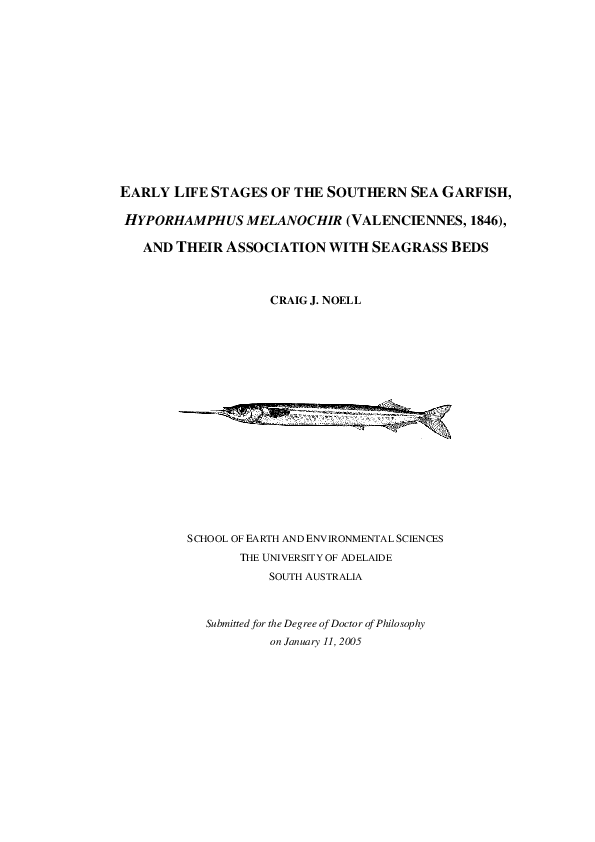 (PDF) Early life stages of the southern sea garfish, Hyporhamphus ...